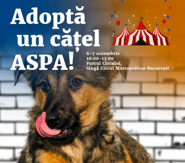 adopta-un-catel.png